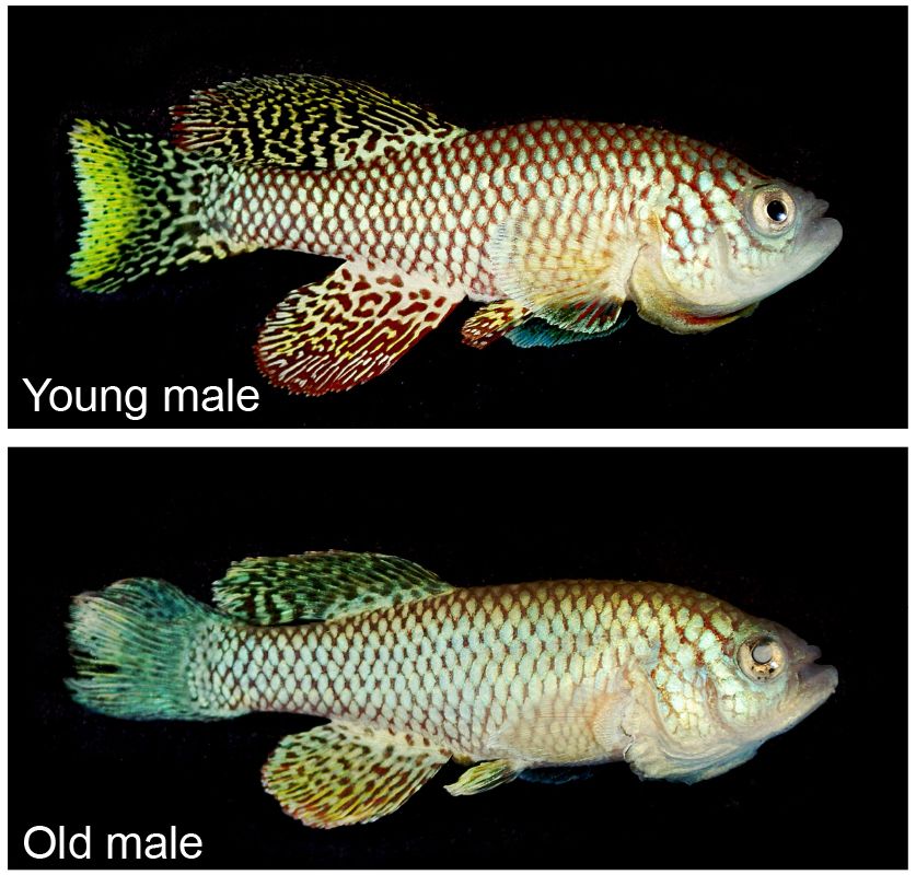 Advantageous Gene in Early Life Later Contributes to Disease ...