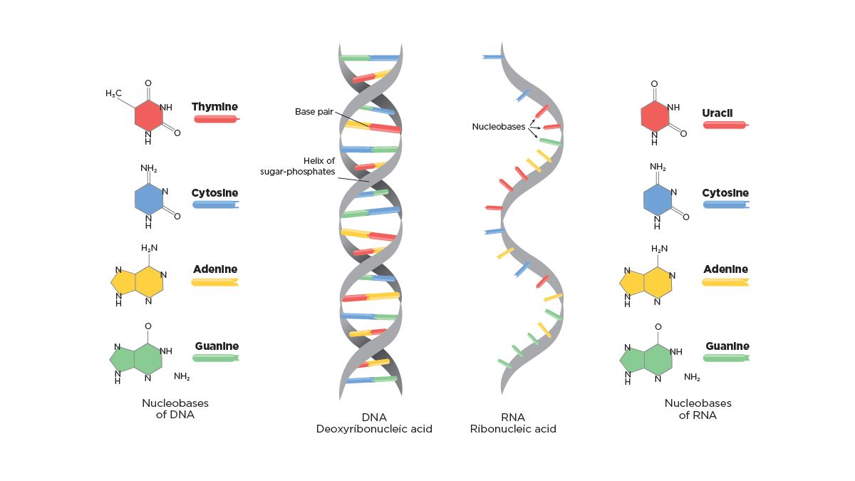 A Guide To DNA And RNA Quantification And Quality Technology Networks A Guide To DNA And RNA Quantification And Quality Technology Networks