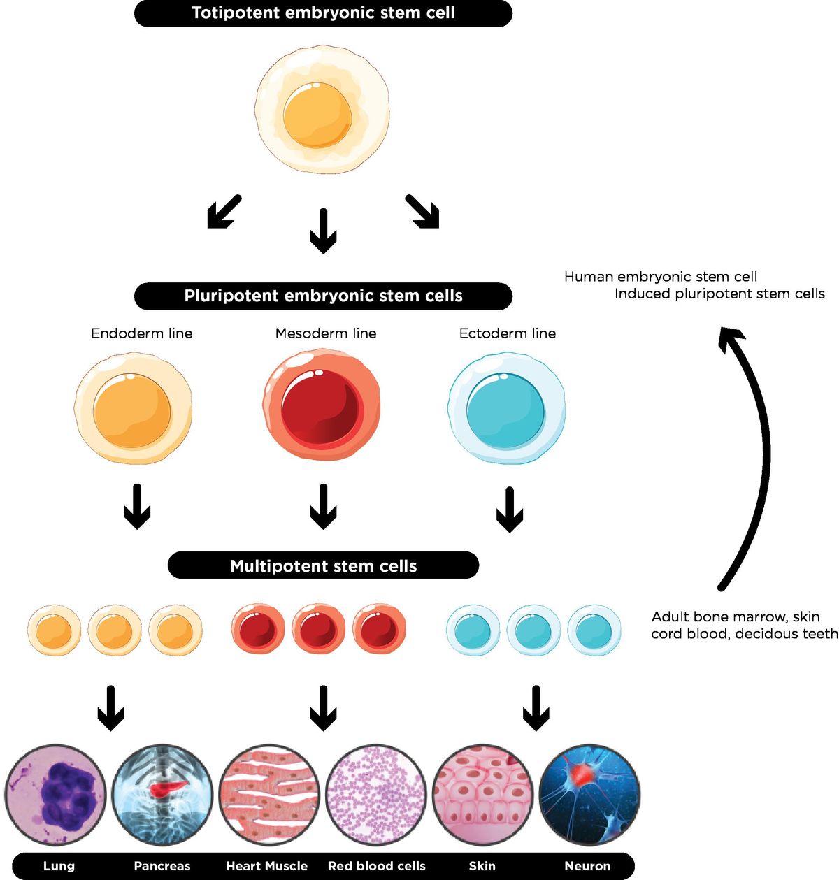 Stem Cells Explained: Types and Potency Differences | Technology Networks