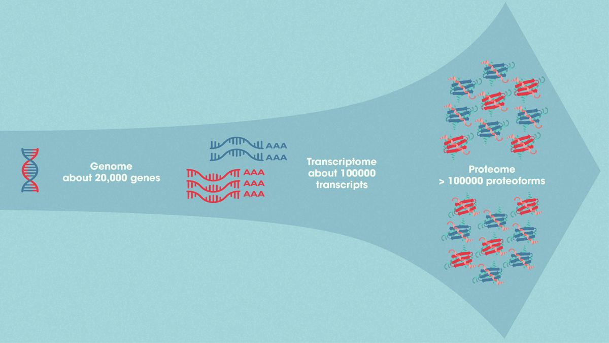 What Is Proteomics? The Study of Proteins Explained | Technology Networks