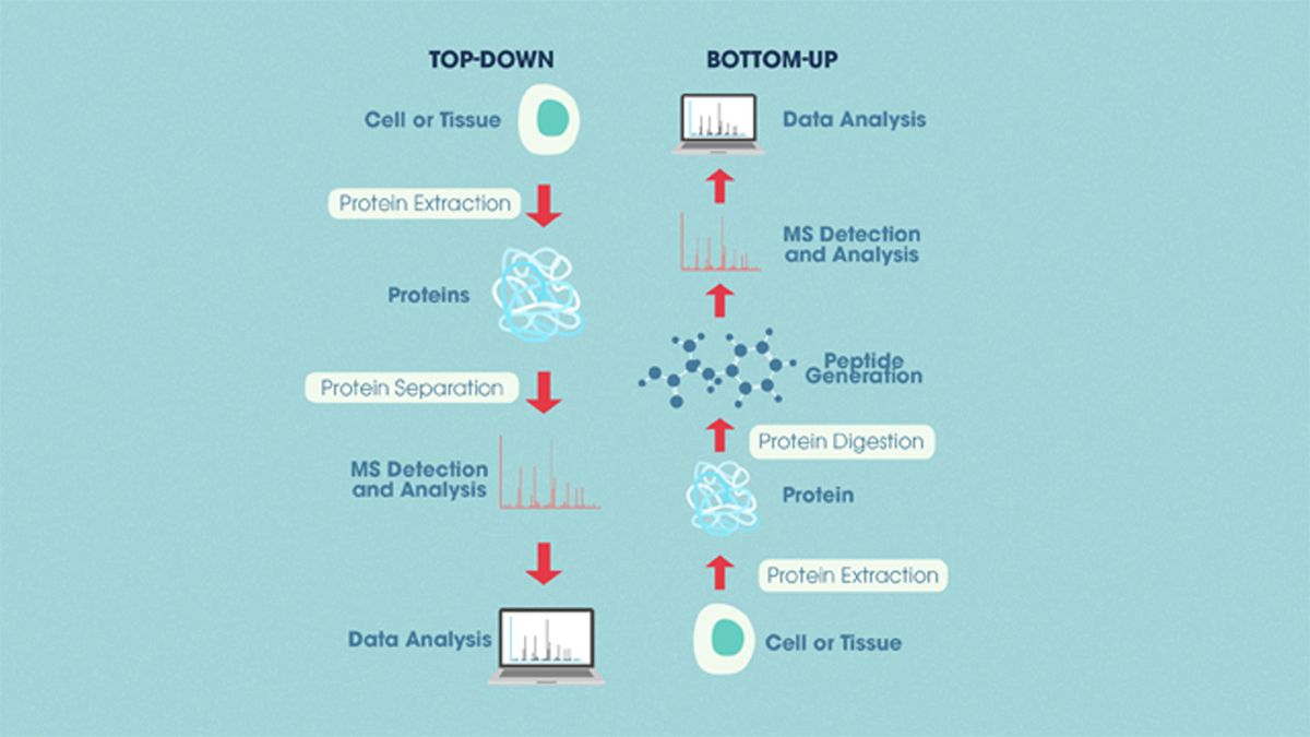 What Is Proteomics? The Study of Proteins Explained | Technology Networks