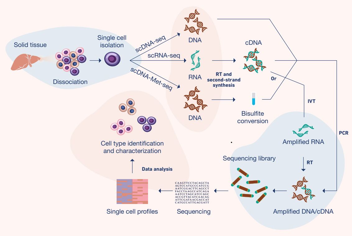 How Single-Cell Analysis Sheds Light on Early Pregnancy | Technology ...