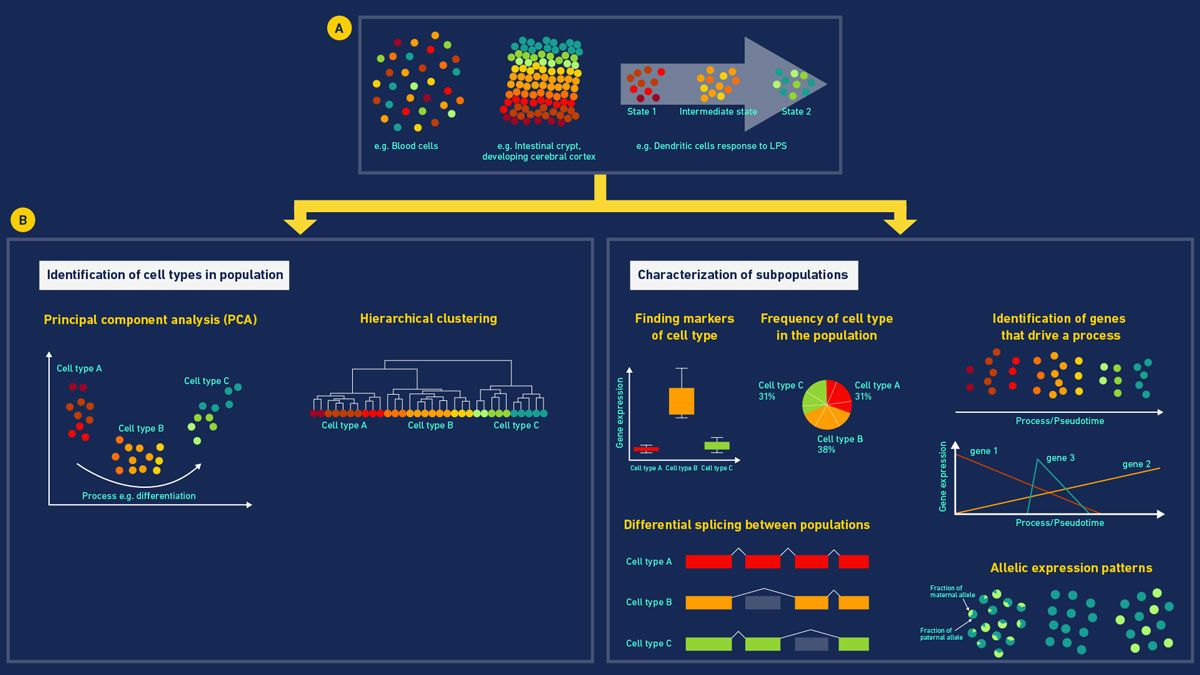 Single-Cell Sequencing: How It Works and Why It Matters | Technology ...