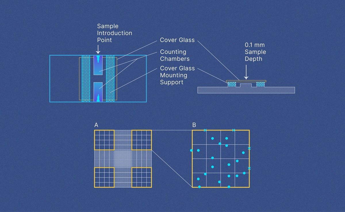 Cell Culture Basics: Key Equipment, Methods & Protocols | Technology ...