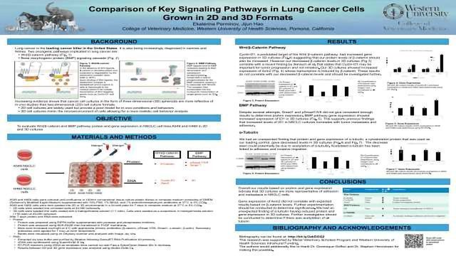 Comparison of Key Signaling Pathways in Lung Cancer Cells Grown in 2D ...
