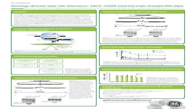 Homology-directed repair with Dharmacon™ Edit-R™ CRISPR-Cas9 and single ...