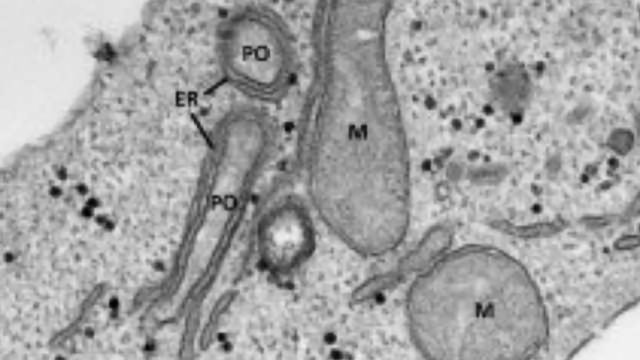 How Organelles Hug in Cells | Technology Networks
