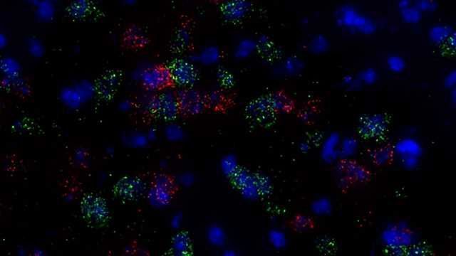 Detection of RNA in the central and peripheral nervous system using the ...