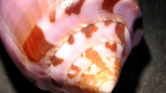 New treatment for neuropathy? How cone snail venom minimizes pain ...