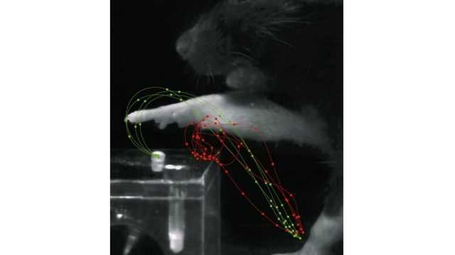 With the right rehabilitation, paralyzed rats learn to grip again ...
