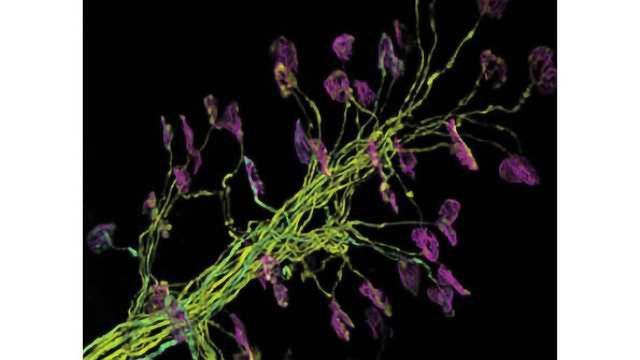Modelling how neurons work together | Technology Networks