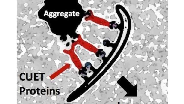 A new cellular garbage control pathway with relevance for human ...