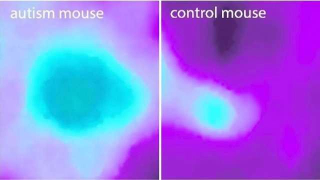 Insular cortex alterations in mouse models of autism | Technology Networks