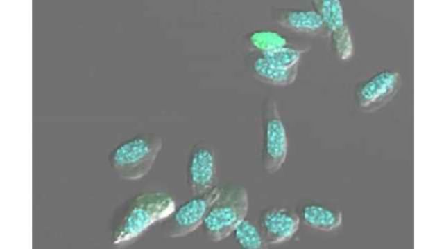 Blood cells are a new and unexpected source of neurons in crayfish ...