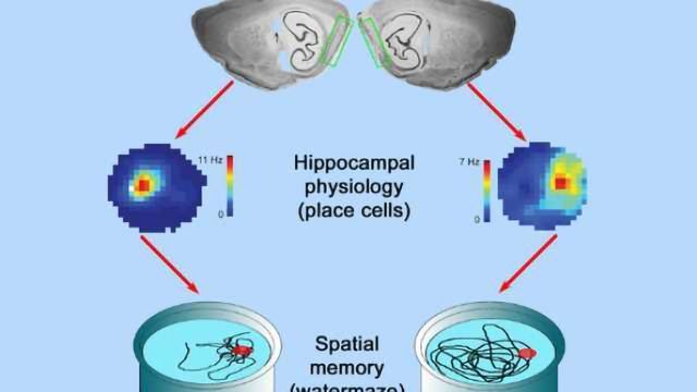 The brain’s “inner GPS” gets dismantled | Technology Networks