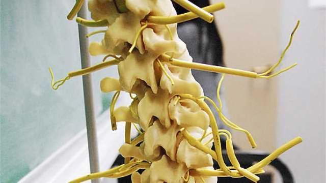 Salk and Harvard scientists chart spinal circuitry responsible for ...