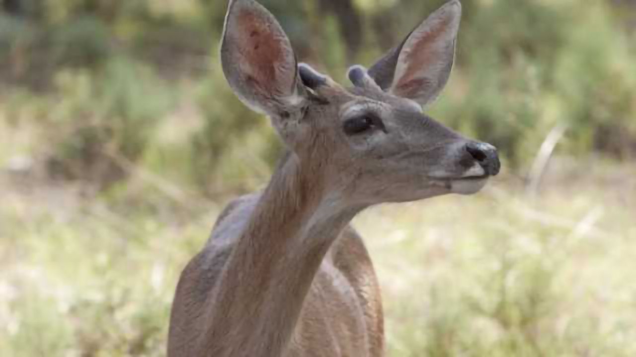 First successful vaccination against 'mad cow'-like wasting disease in ...