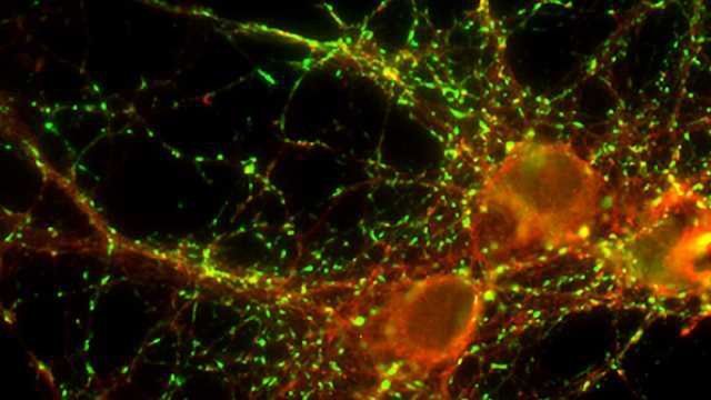 New Insight Into How Brain Makes Memories Technology Networks