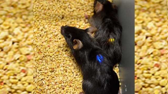 Implantable wireless devices trigger—and may block—pain signals ...