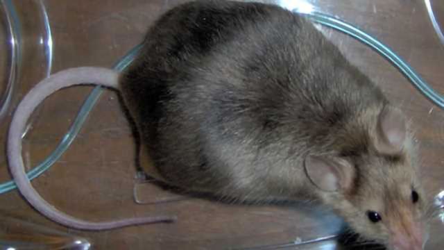 Pregnant House Mouse