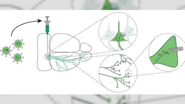 Revolutionary method to map brains at single-neuron resolution ...