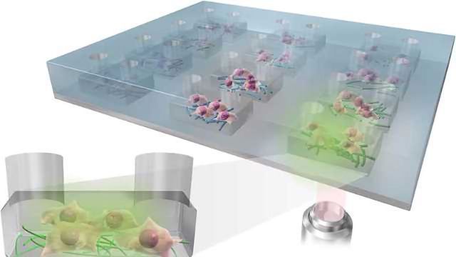 New Platform for Culturing Stem Cells | Technology Networks