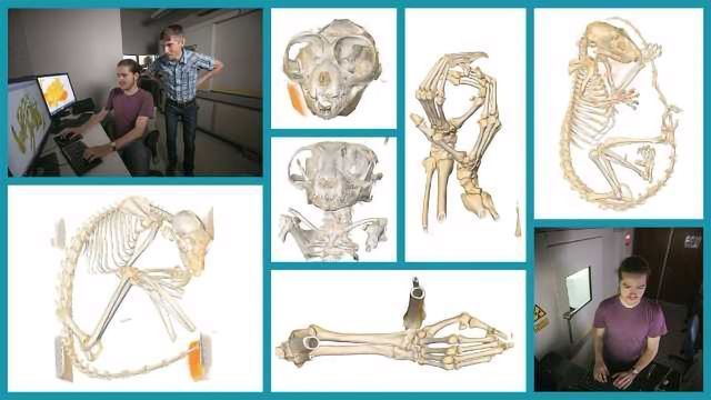 X-Ray Scanning Immortalizes Endangered Primates | Technology Networks