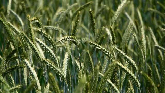 The World’s Most Complete Picture of the Wheat Genome | Technology Networks