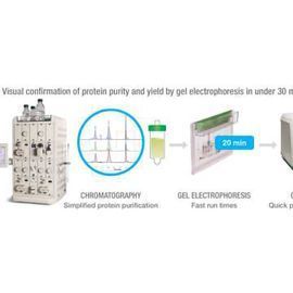 NGC Chromatography System and TGX Stain-Free Gels Workflow | Technology ...