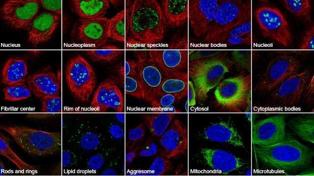 Cell Atlas Study Reveals New Insights into Human Biology | Technology ...