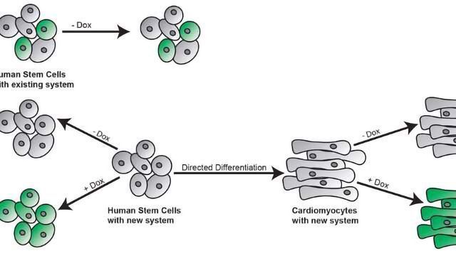 Cell Science News | Page 794 | Technology Networks