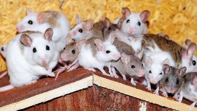 Biliary Organoids Successfully Transplanted into Mice | Technology Networks