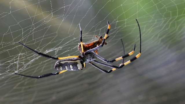 Peculiar Torsion Dynamical Response of Spider Dragline Silk to Improve ...