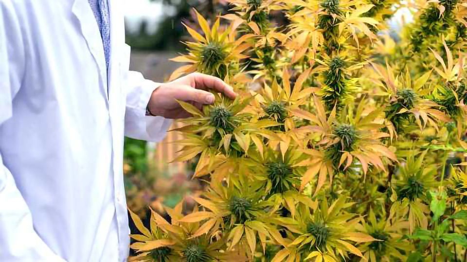 Substantial Pesticide Contamination in California Cannabis Clones ...