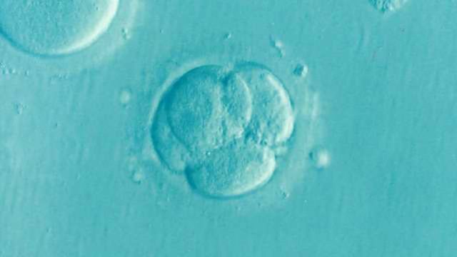 Gene Involved in Embryo Development Identified Using CRISPR/Cas9 ...