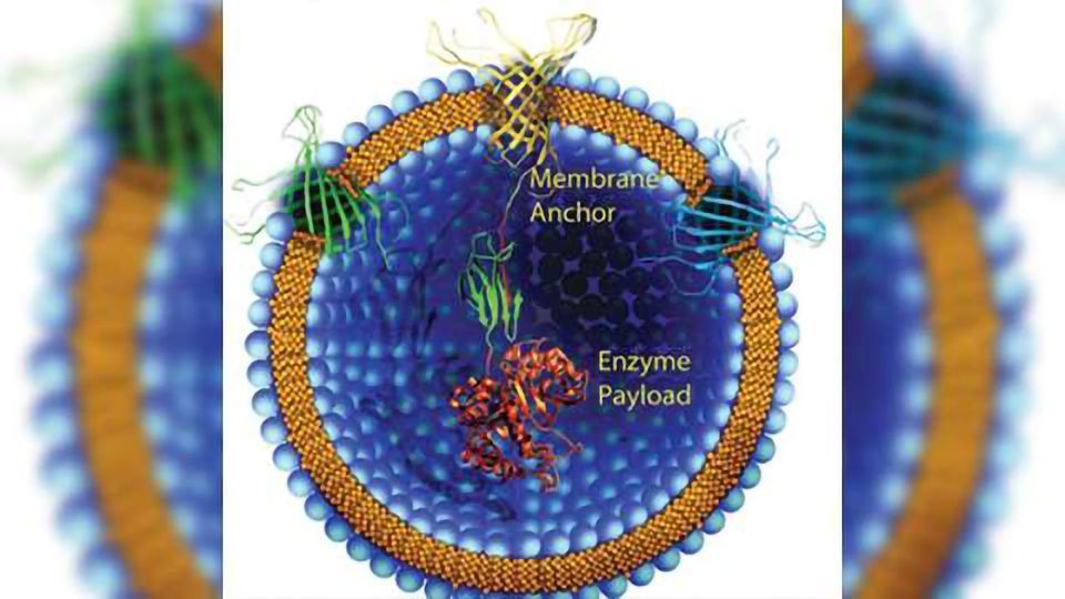 Bacterial Outer Membrane Vesicles Could Transform Vaccine Formulations ...