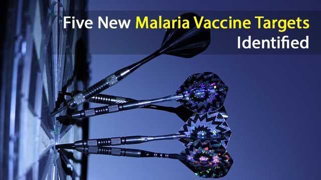 Five New Malaria Vaccine Targets Identified | Technology Networks