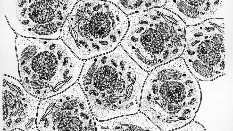 Cytosolic Protein Quality Control Pathway Identified | Technology Networks