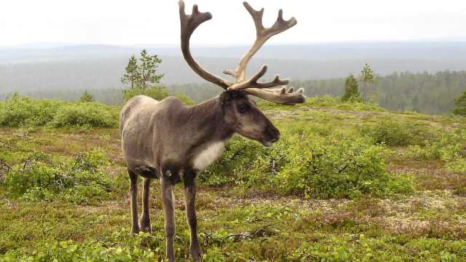 Unwrapping the Reindeer Genome Reveals Evolutionary Secrets ...