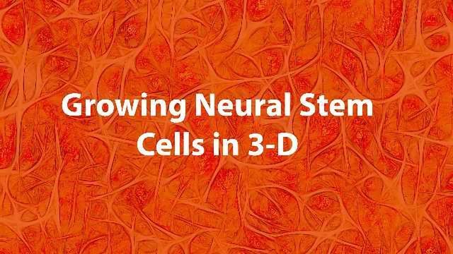 Gel Developed for Growing Large Quantities of Neural Stem Cells ...