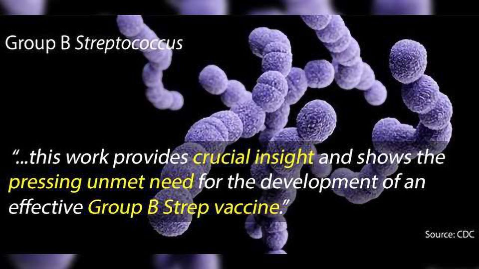 Maternal Vaccination Against Group B Streptococcus On It's Way ...