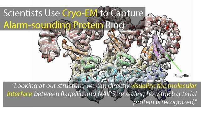 Closer Look at Immune Proteins Provides Insight into Potential Pathogen ...