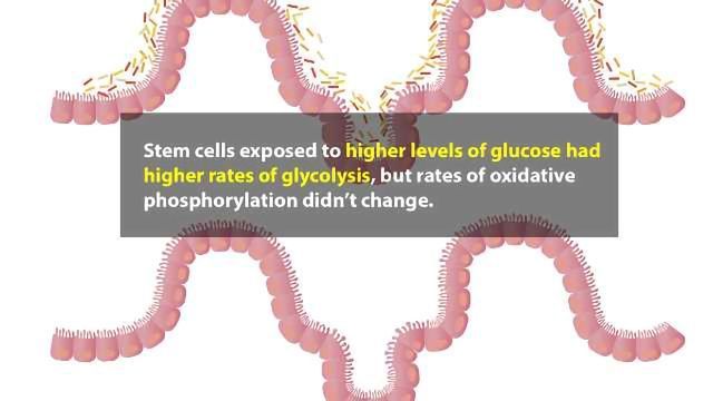 Stem Cells in Intestinal Lining May Shed Light on Behavior of Cancer ...