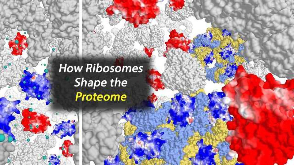 How Ribosomes Shape the Proteome | Technology Networks