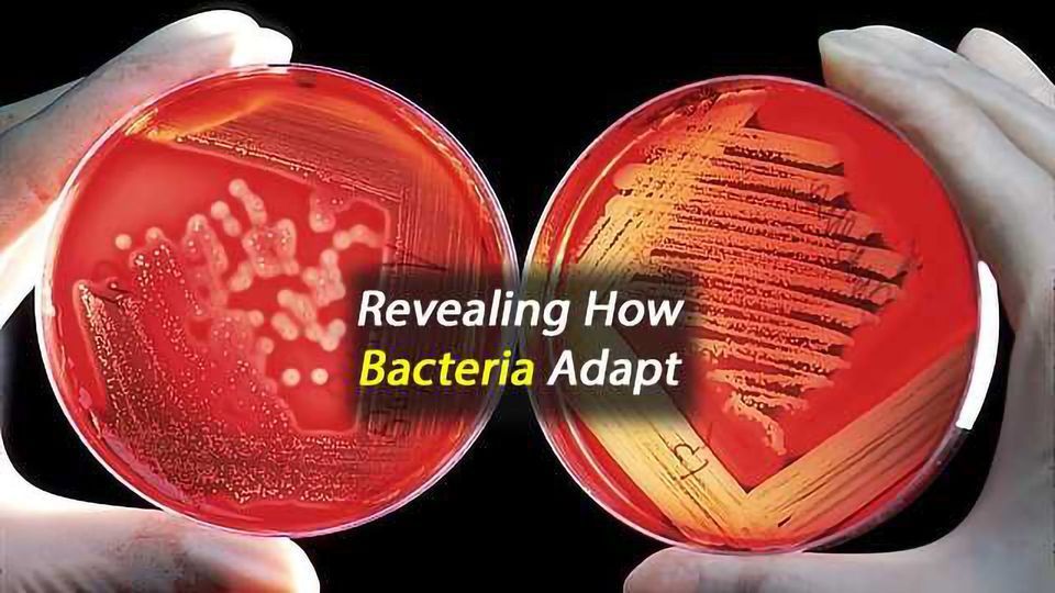 Bacterial Control Mechanism for Adjusting to Changing Conditions ...