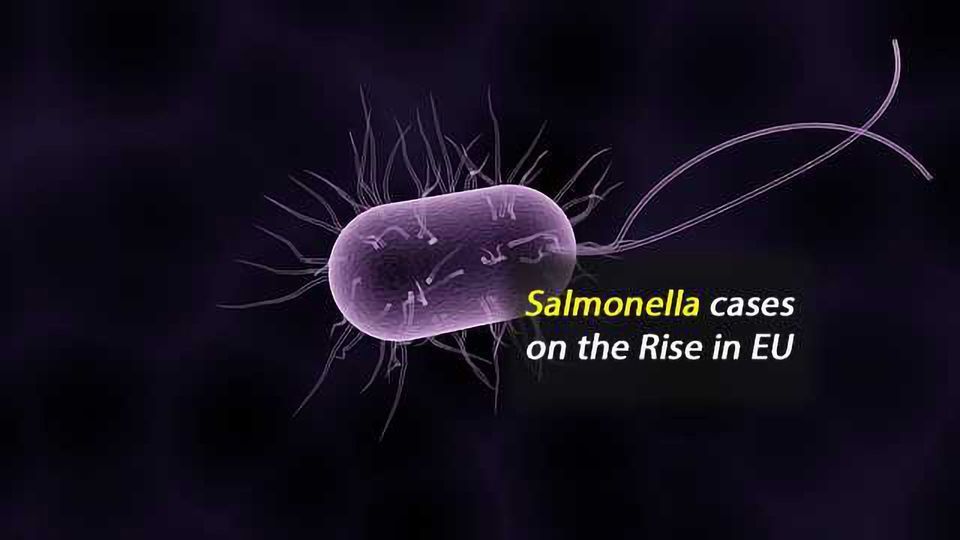 Salmonella Cases No Longer Declining in the EU | Technology Networks