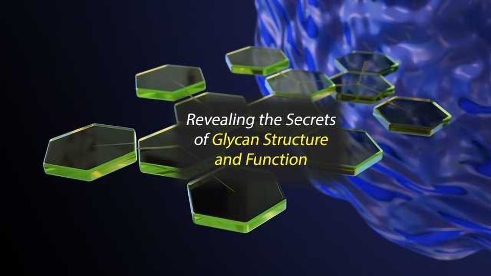 Probing the Mysteries of Glycan Structure and Function | Technology ...