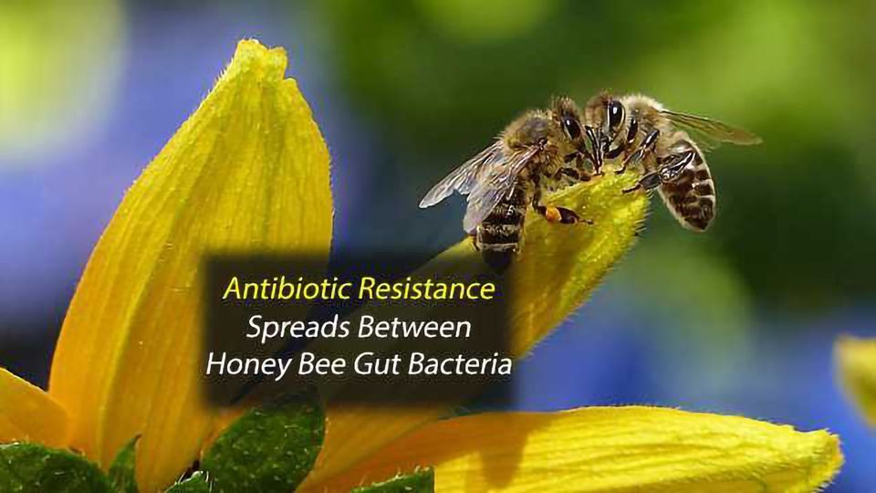 Antibiotic Resistance Genes Spread Between Bacteria in the Honey Bee ...