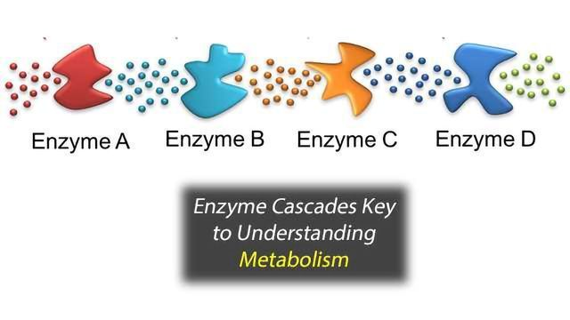 Understanding Enzyme Cascades Key to Understanding Metabolism ...