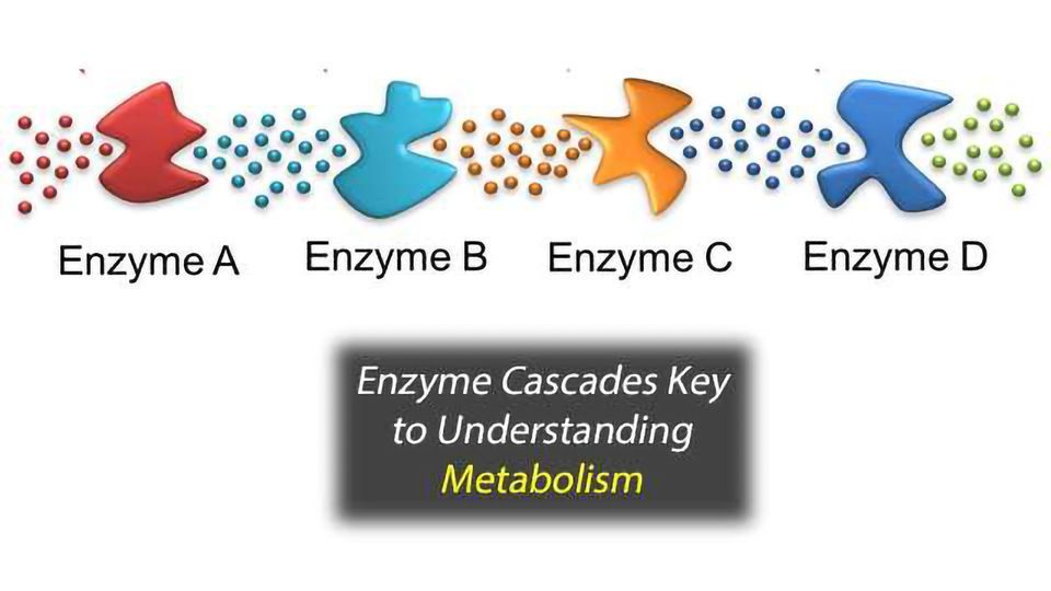 Understanding Enzyme Cascades Key to Understanding Metabolism ...